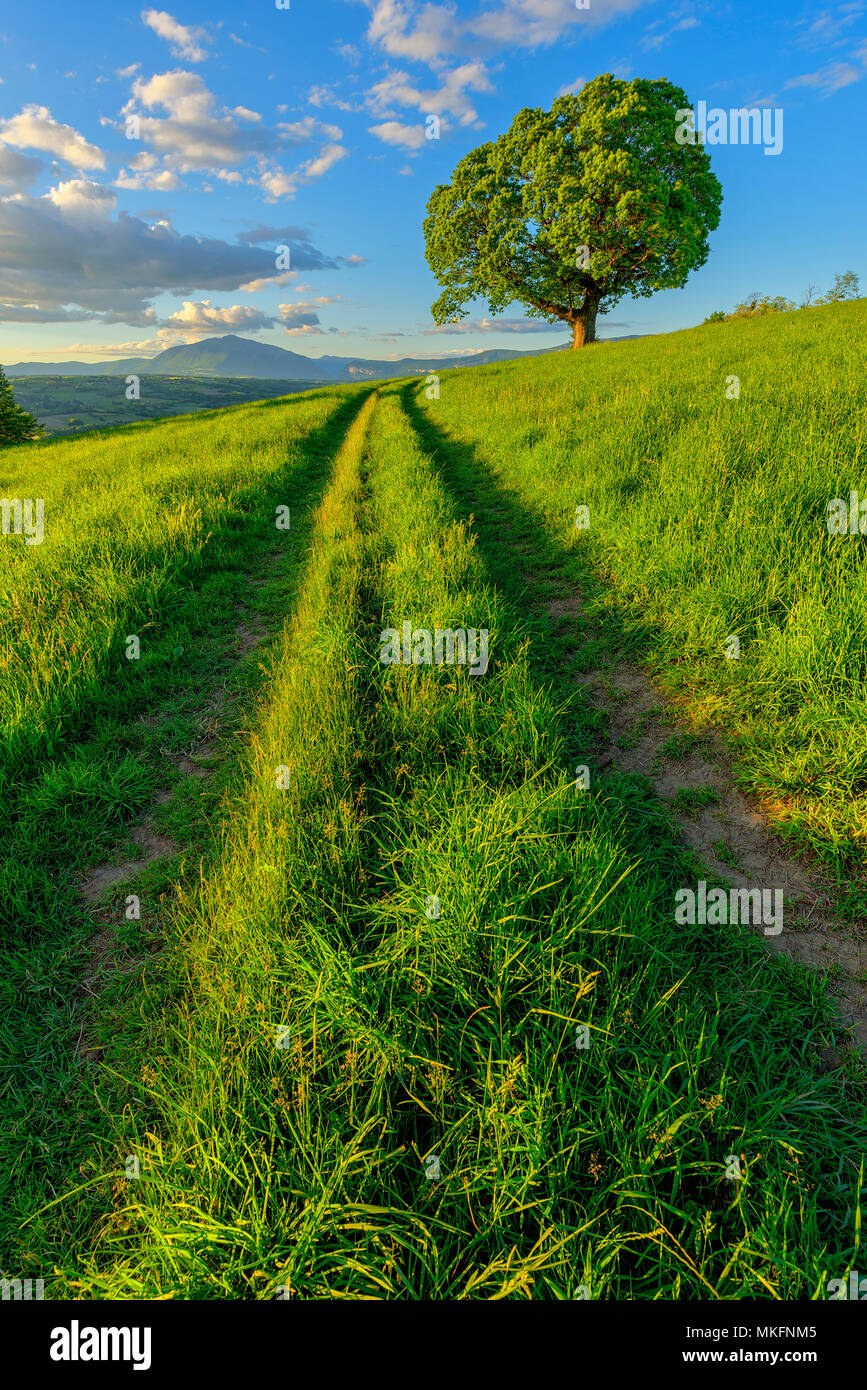 Centenary chestnut tree in the countryside, in the background the Jura ...