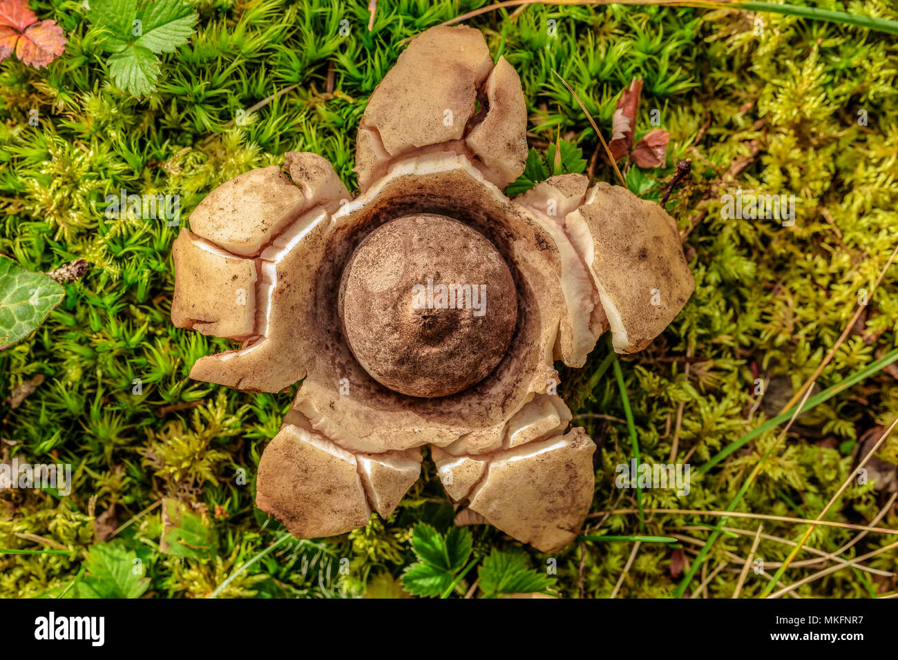 Collared earthstar (Geastrum triplex), Jura, France Stock Photo - Alamy