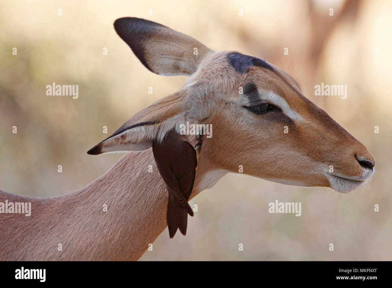 Red-billed Oxpeckers (Buphagus erythrorhynchus) deworming the ear of a ...