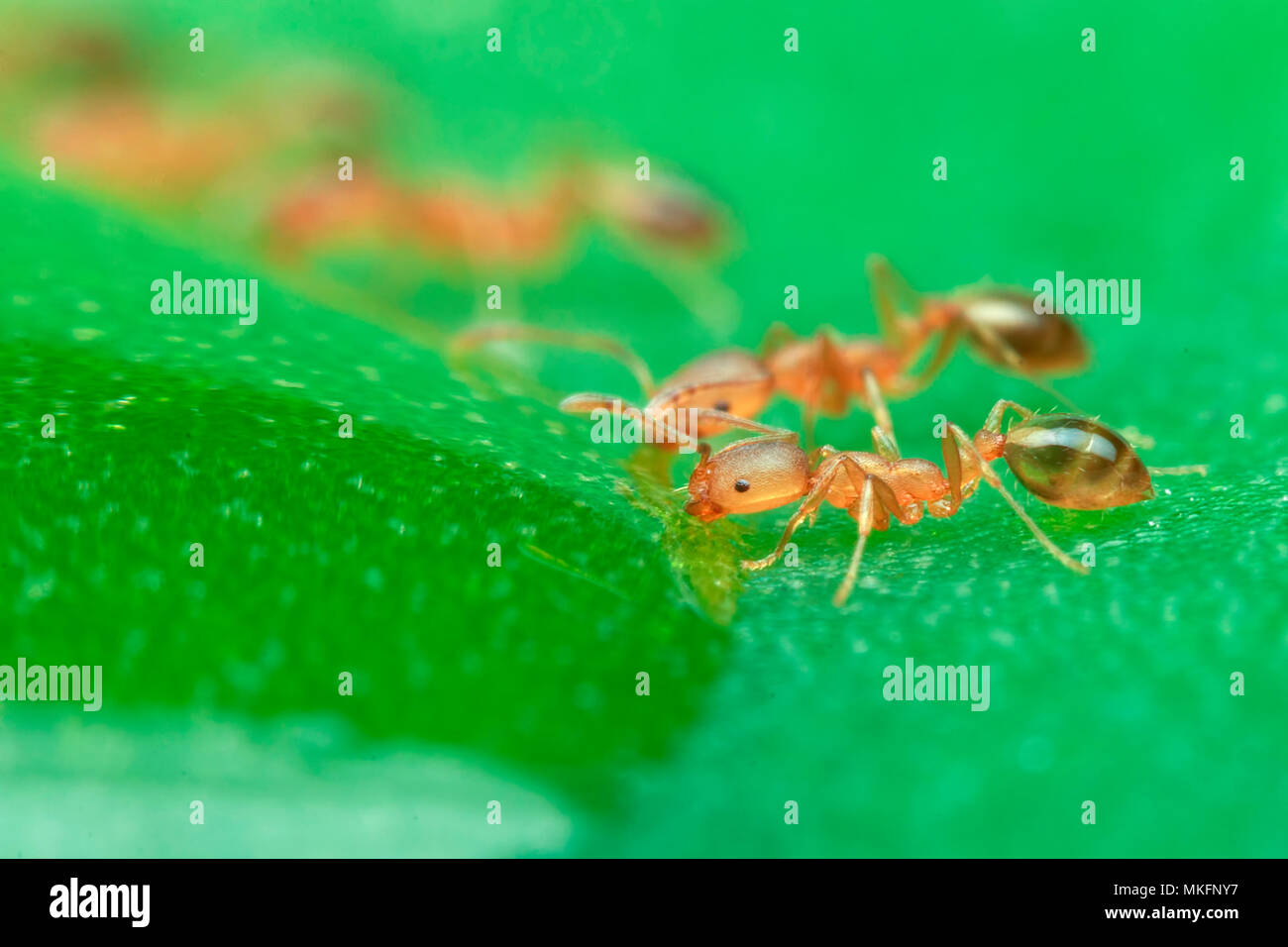 Temnothorax ant hi-res stock photography and images - Alamy