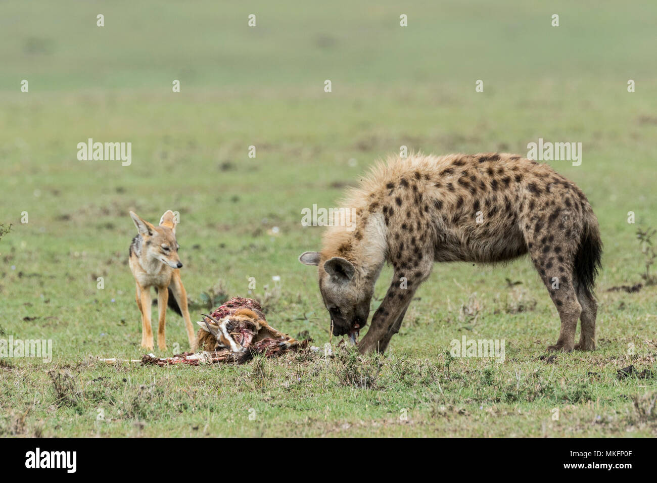 Jackal Chained (Canis mesomelas), waiting for the Spotted Hyena ...