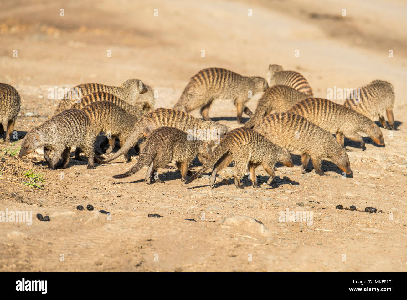 Banded mongoose (Mungos mungos), troop moving for food, Masai-Mara ...
