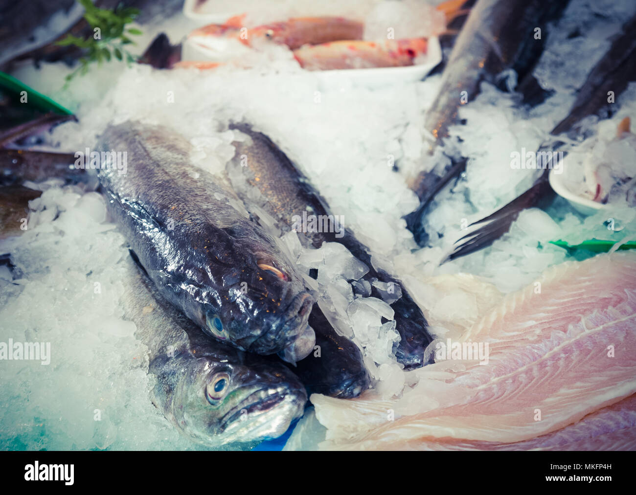Hoki fish hi-res stock photography and images - Alamy