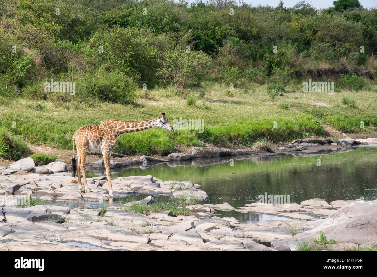 Masai Giraffe (Giraffa camelopardalis tippelskirchi), drinking in the ...