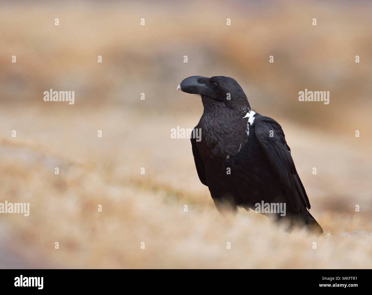 African white necked raven hi-res stock photography and images - Alamy