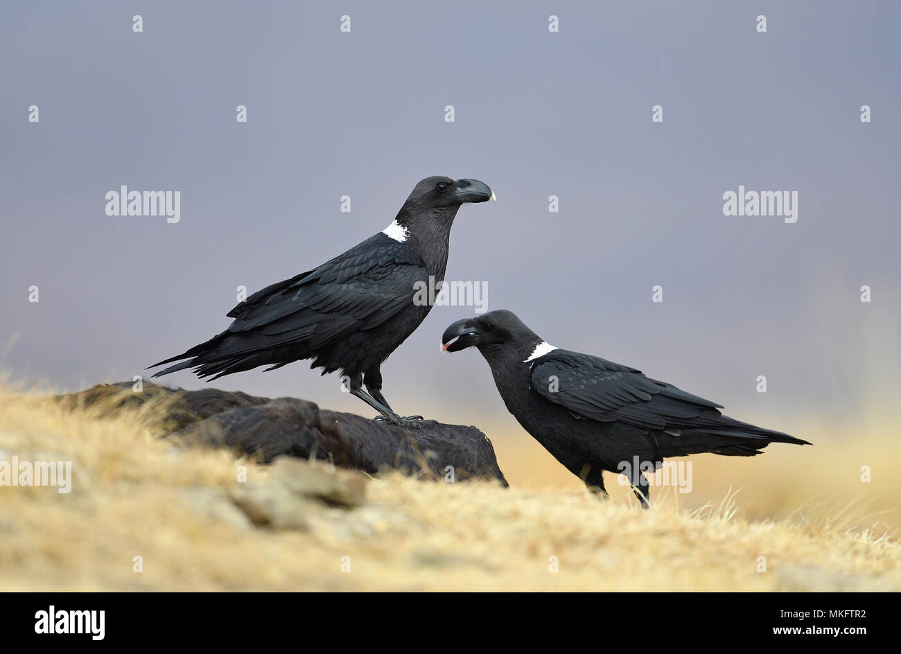 White necked ravens hi-res stock photography and images - Alamy