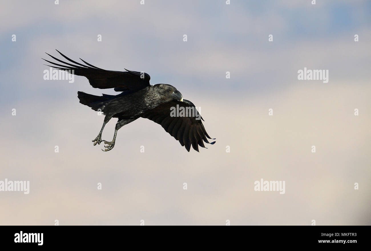 White-necked raven (Corvus albicollis), in flight, Giant's Castle ...