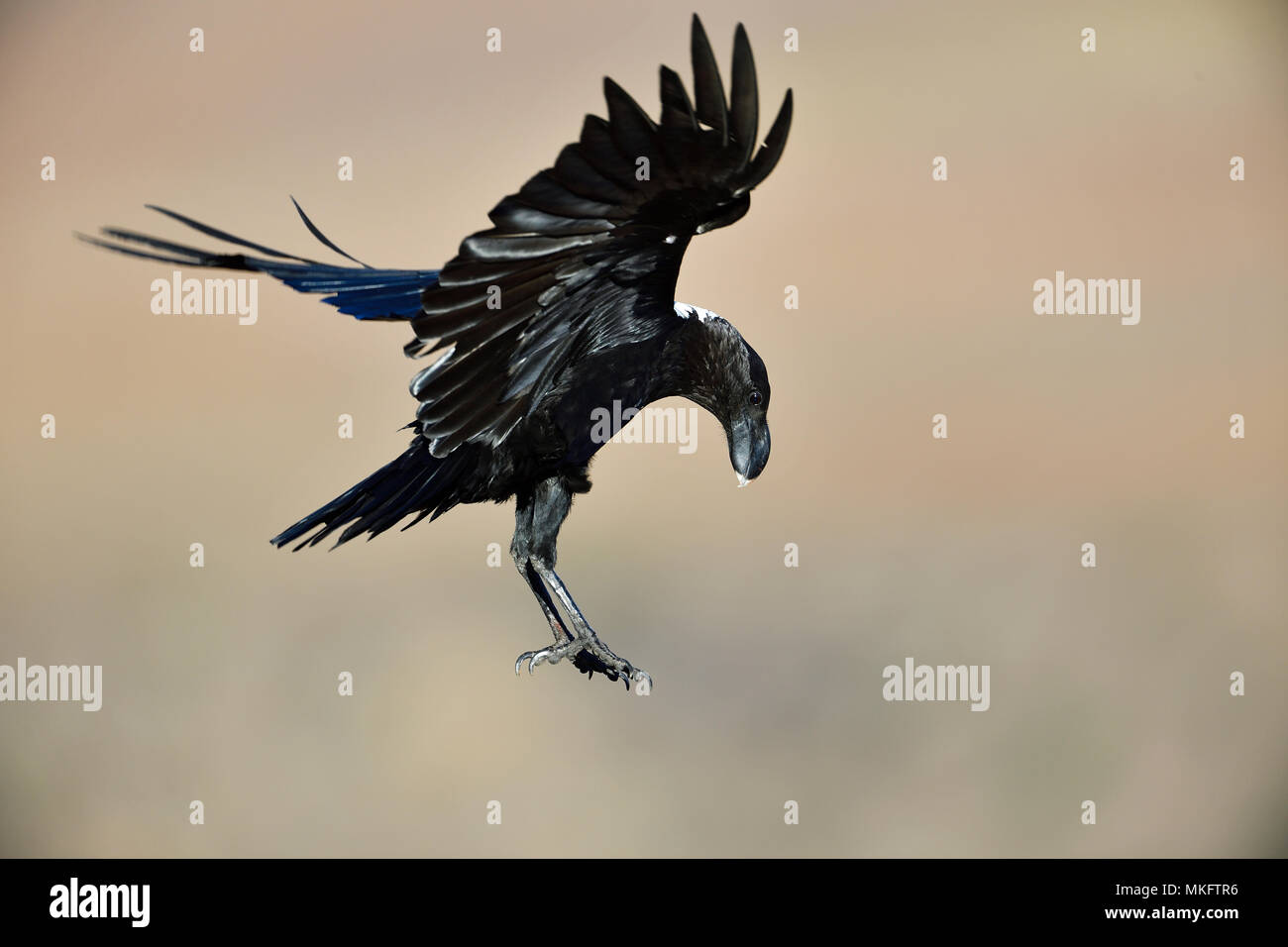 White-necked raven (Corvus albicollis), in flight, Giant's Castle ...