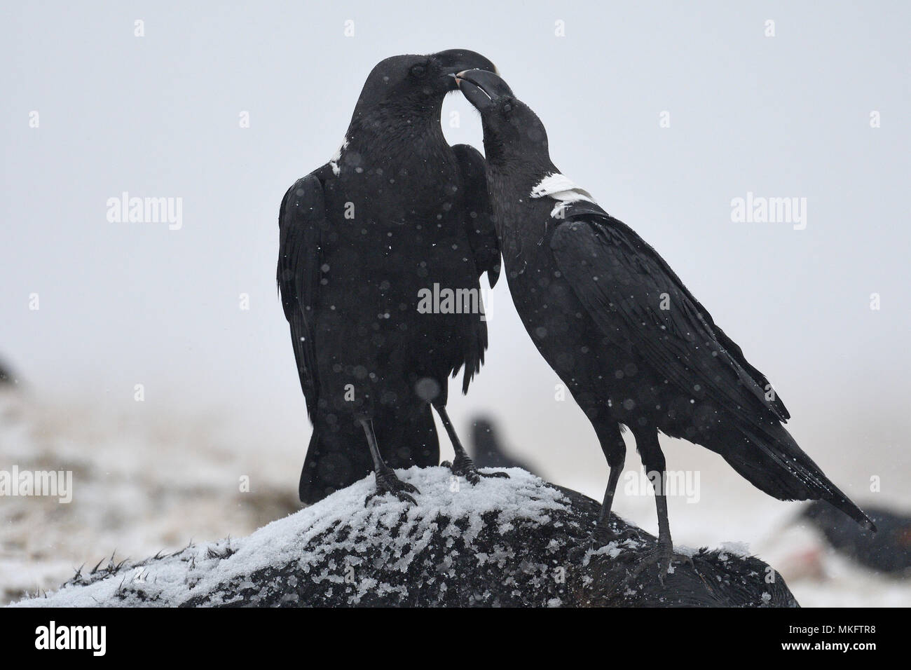 White-necked ravens (Corvus albicollis), couple billing and cooing ...