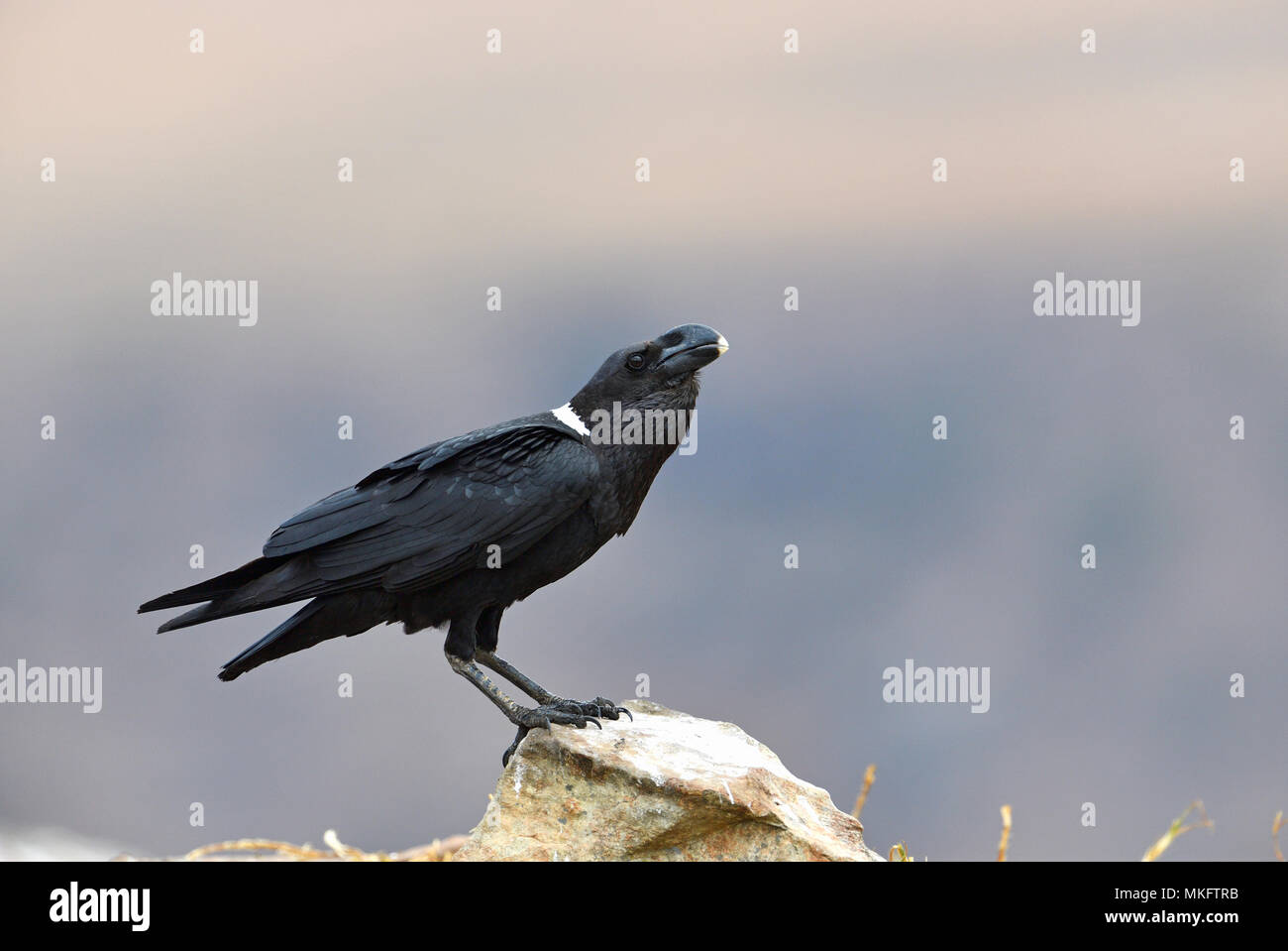 African white necked raven hi-res stock photography and images - Alamy