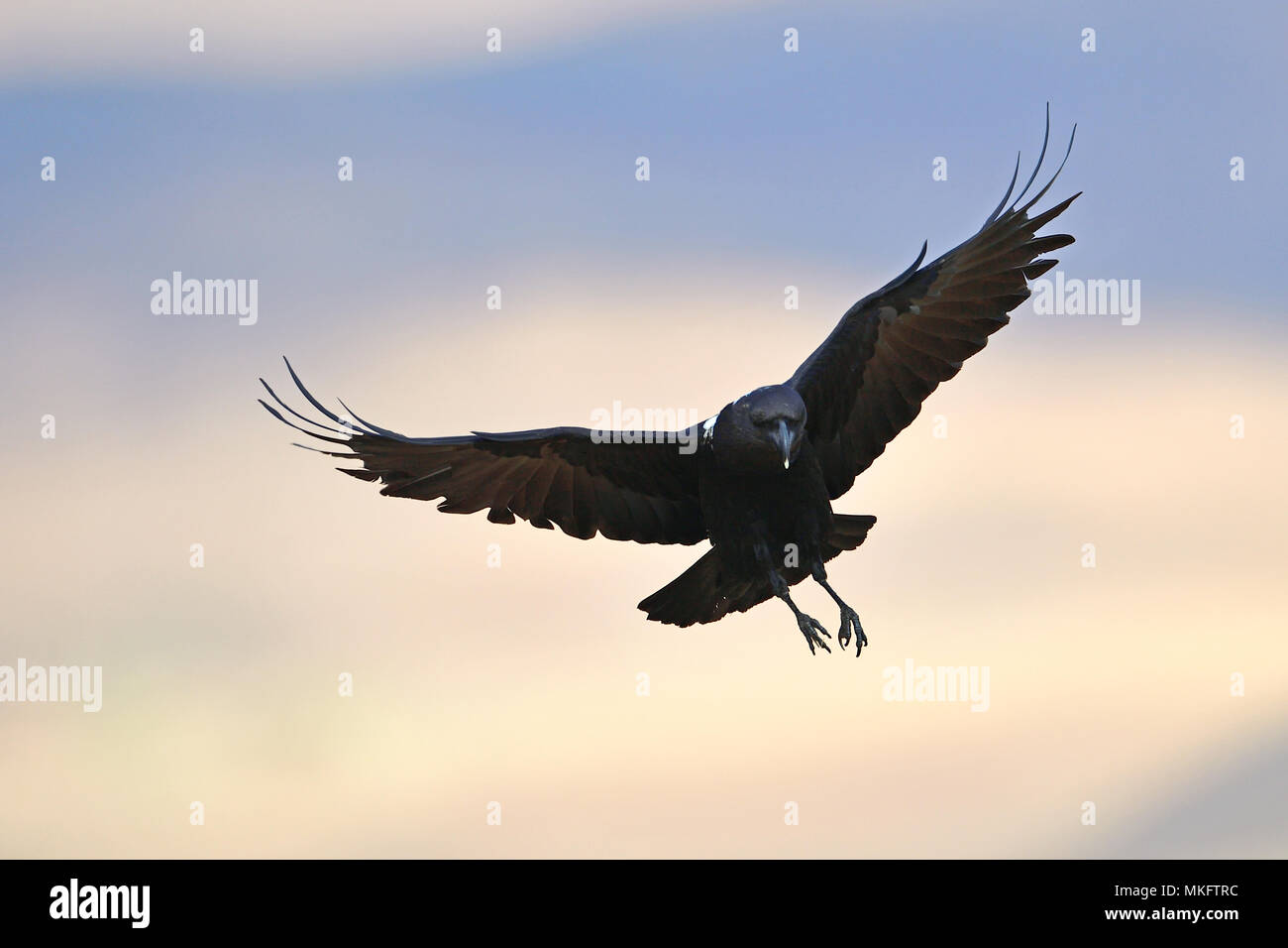 White-necked raven (Corvus albicollis), in flight, Giant's Castle ...