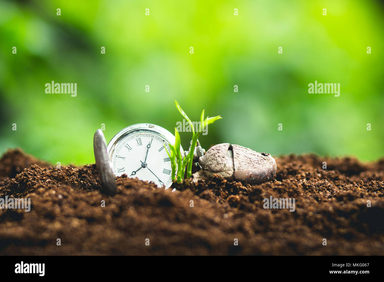 Tree Growth Three Steps In nature And beautiful morning lighting Stock ...