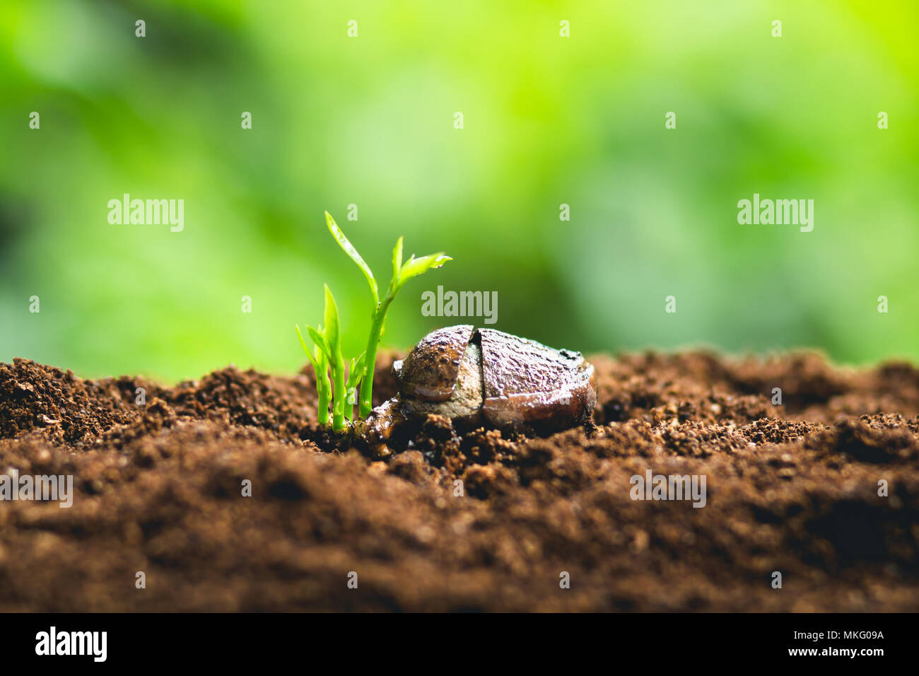 Tree Growth Three Steps In nature And beautiful morning lighting Stock ...