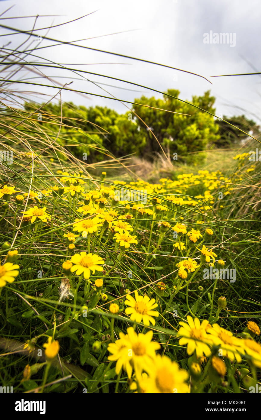 Fields of flowers during spring time along sea coast of Victoria ...