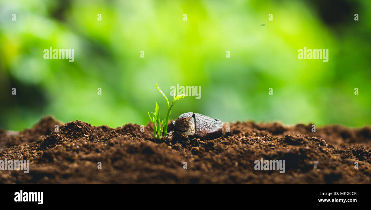 Tree Growth Three Steps In nature And beautiful morning lighting Stock ...