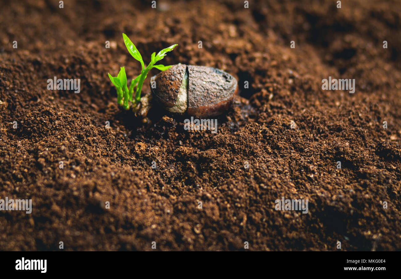 Tree Growth Three Steps In nature And beautiful morning lighting Stock ...