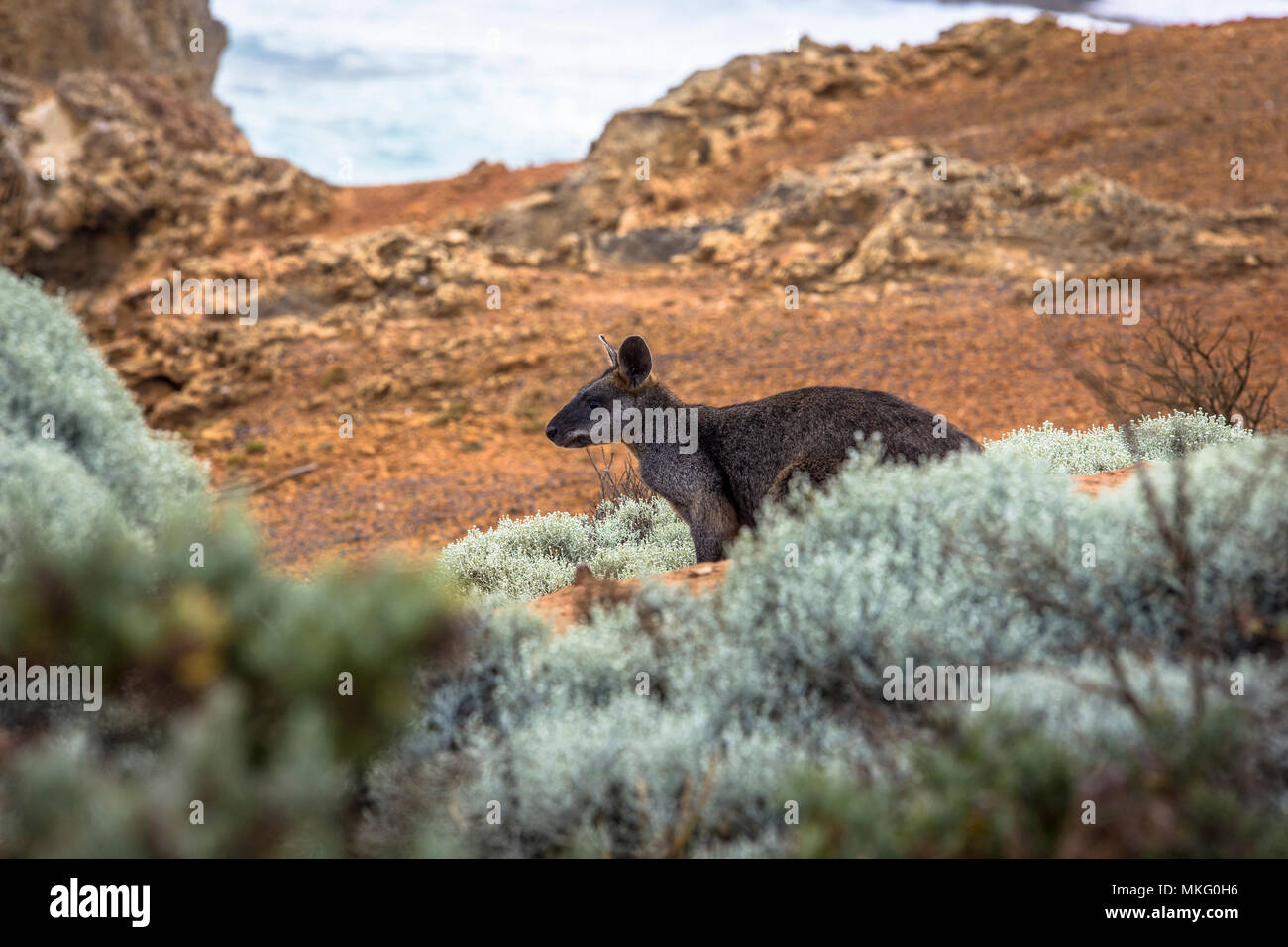 Wild wallaby at sea coast of Victoria Australia Great Ocean Road and ...