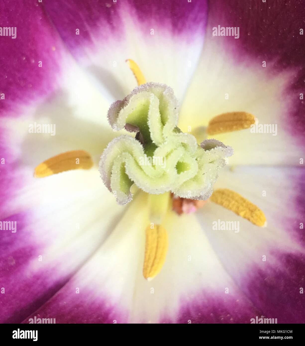 Parts of flower hi-res stock photography and images - Alamy