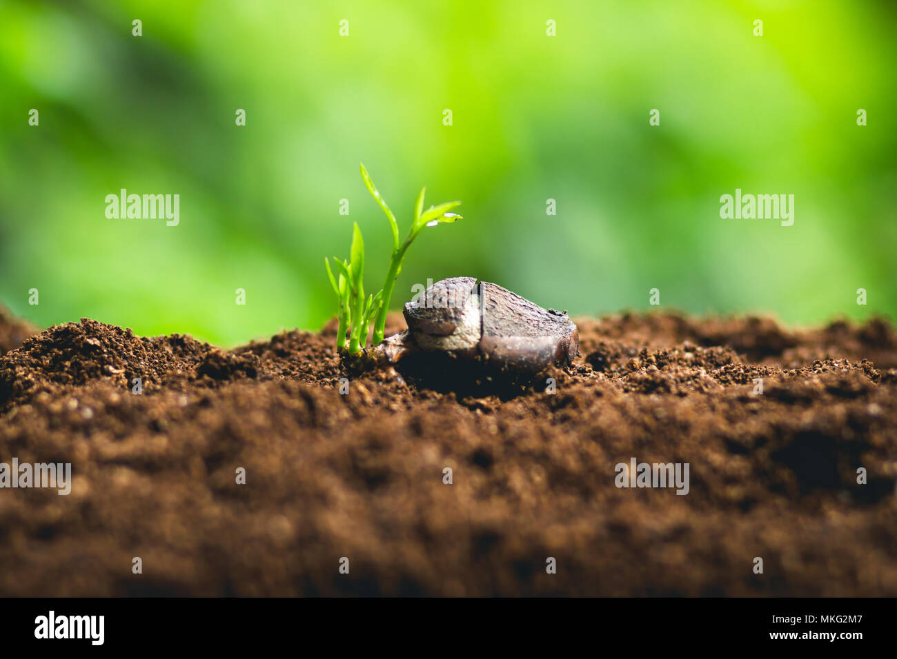 Tree Growth Three Steps In nature And beautiful morning lighting Stock ...
