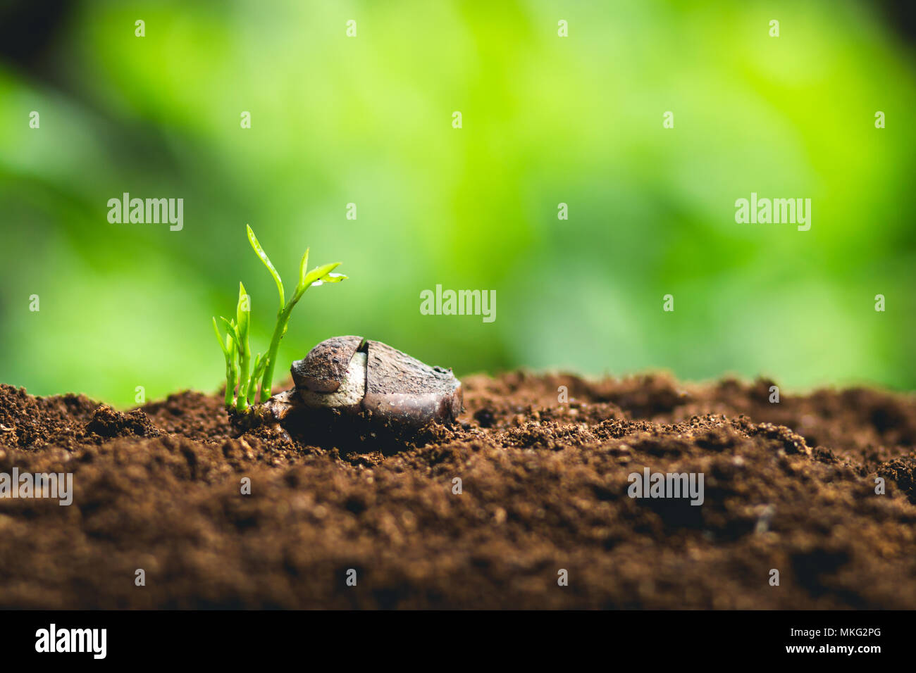 Tree Growth Three Steps In nature And beautiful morning lighting Stock ...