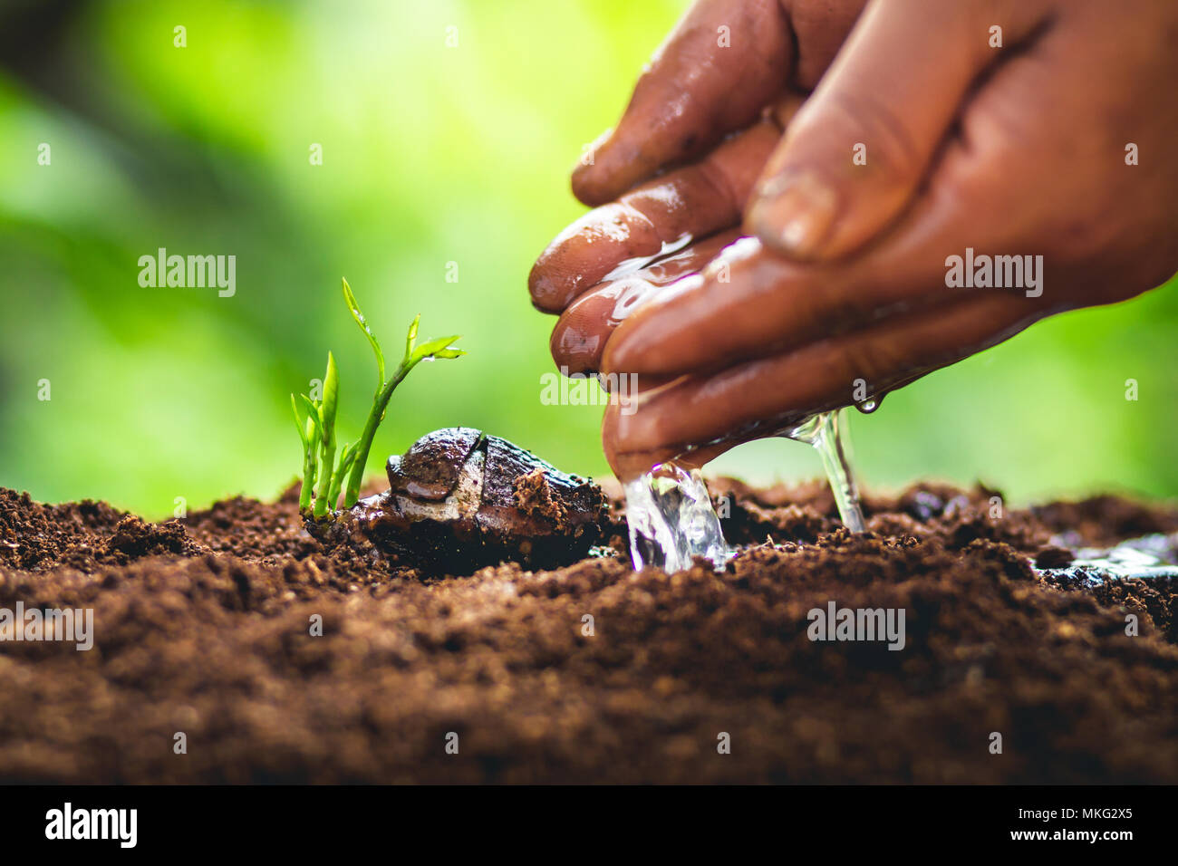 Tree Growth Three Steps In nature And beautiful morning lighting Stock ...