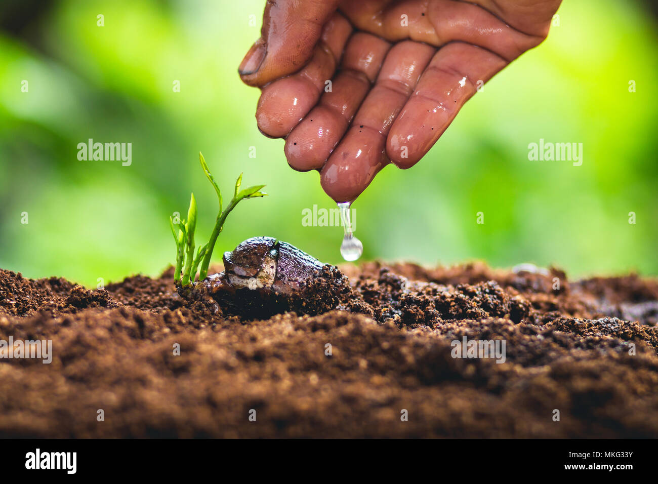 Tree Growth Three Steps In nature And beautiful morning lighting Stock ...