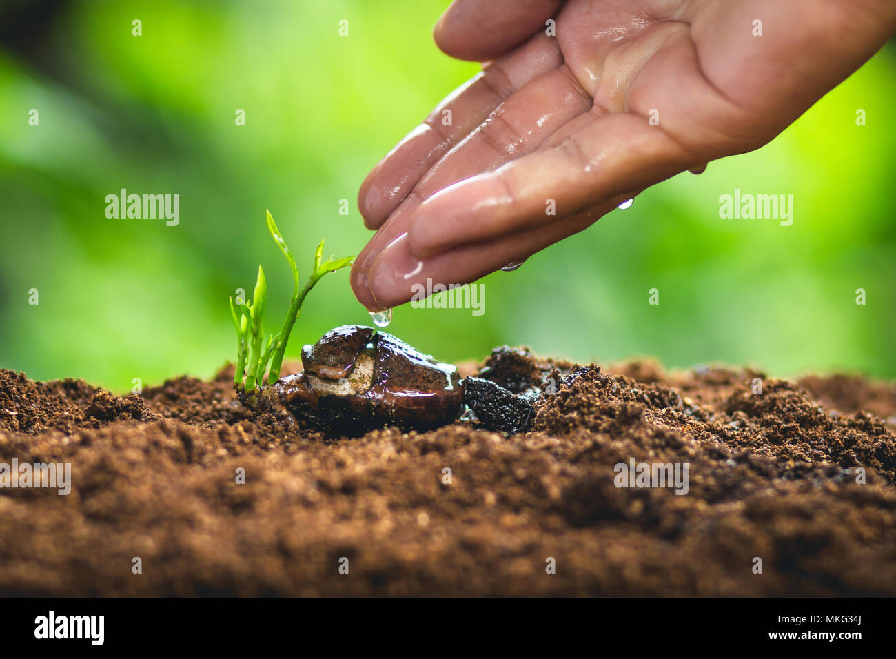 Tree Growth Three Steps In nature And beautiful morning lighting Stock ...