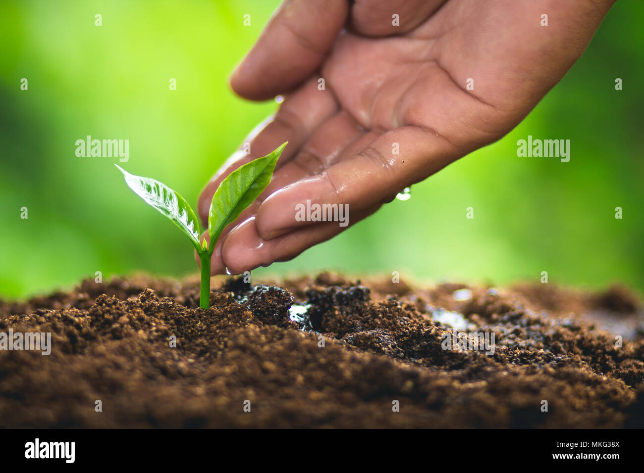 Tree Growth Three Steps In nature And beautiful morning lighting Stock ...