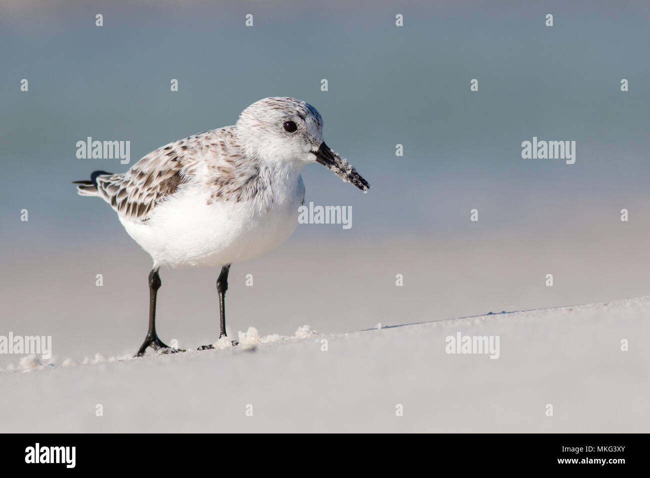 Sanderling (Calidris alba) walking on a beach in Florida Stock Photo ...