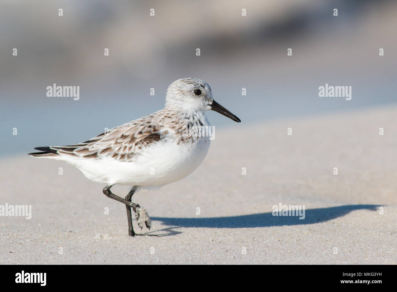 Sanderling (Calidris alba) walking on a beach in Florida Stock Photo ...