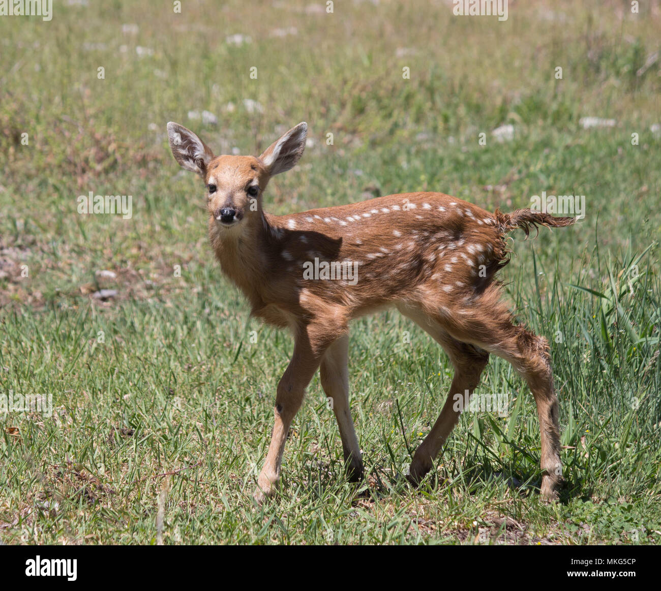Roe deer fawn hi-res stock photography and images - Alamy