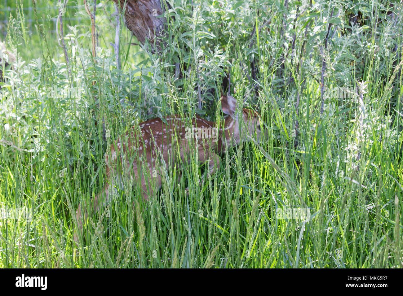 Baby deer hiding grass hi-res stock photography and images - Alamy