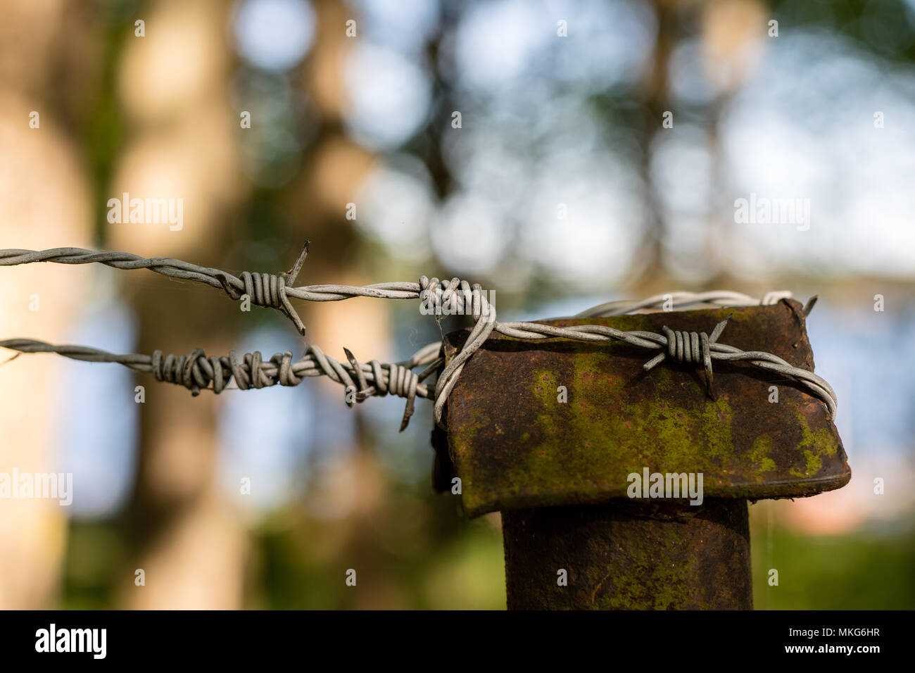 Barbed wire on the fence. Old barbed wire on the fence of an important ...