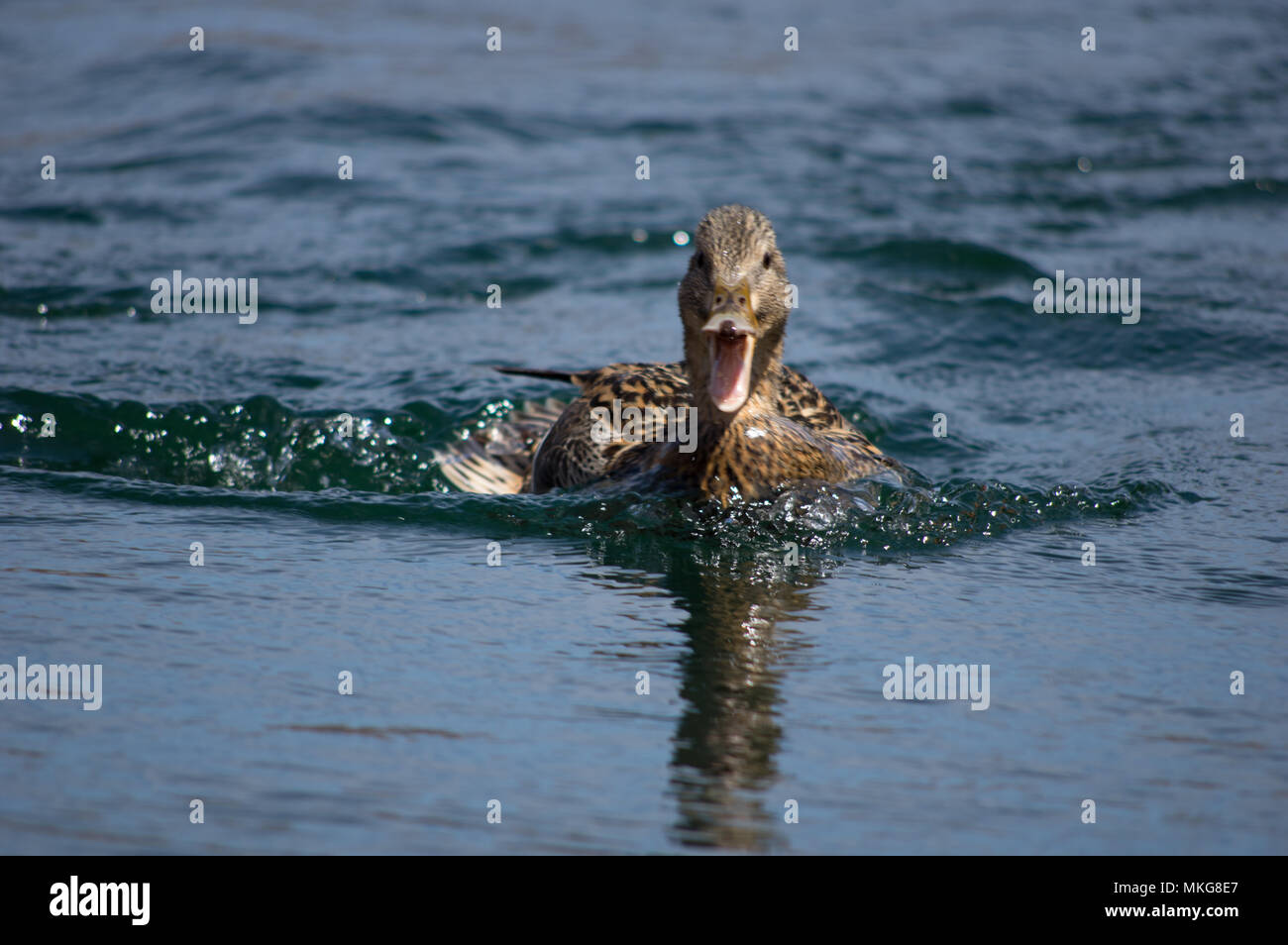 Duck with mouth open on the Colorado river Stock Photo - Alamy