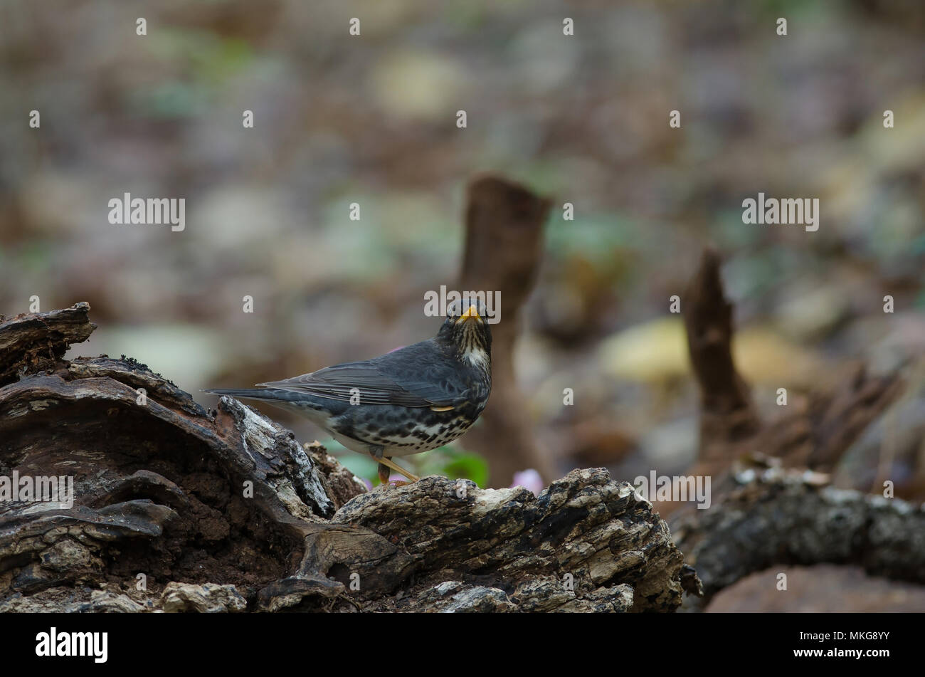 Japanese grey thrush hi-res stock photography and images - Alamy