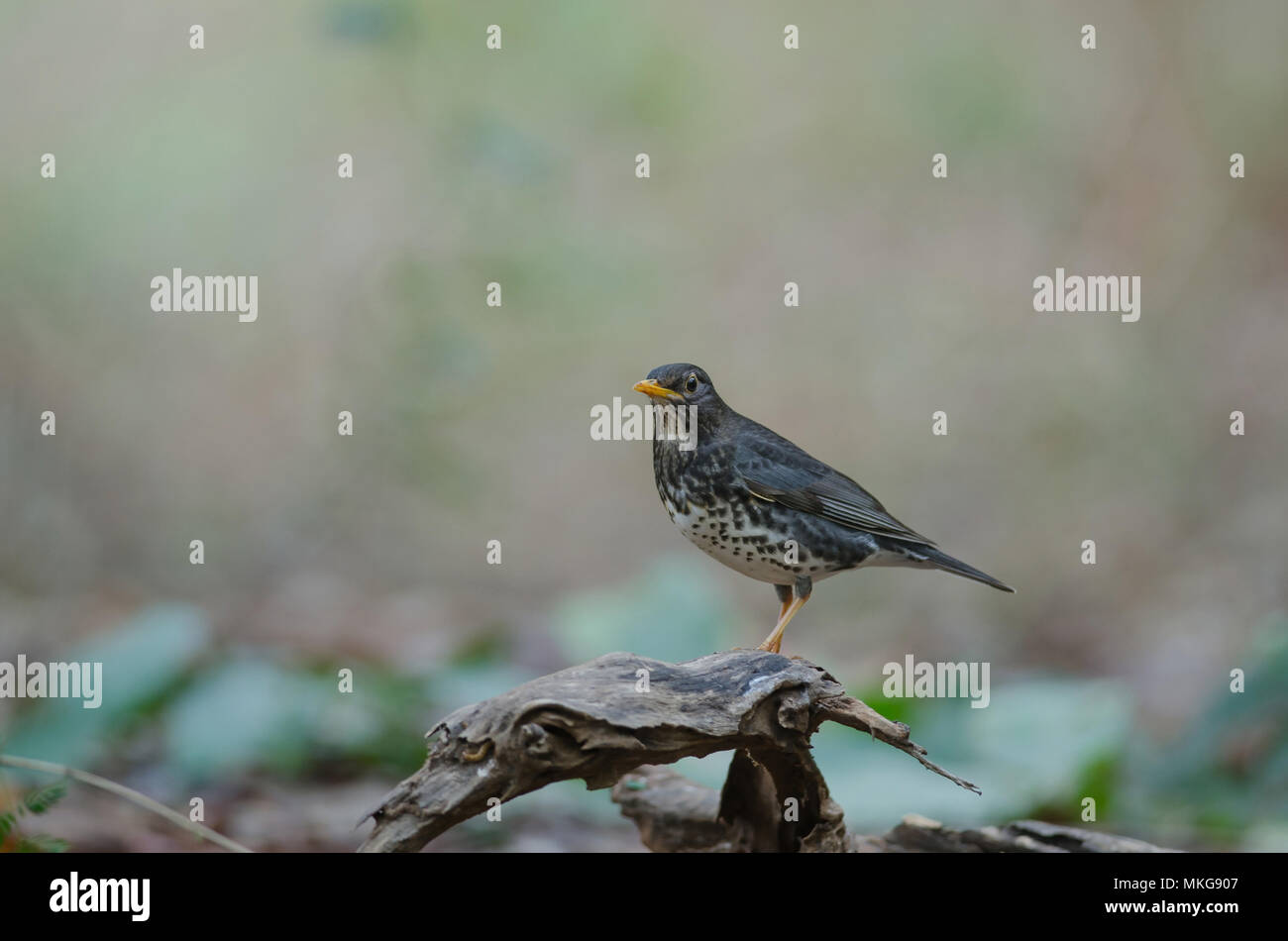 Japanese grey thrush hi-res stock photography and images - Alamy