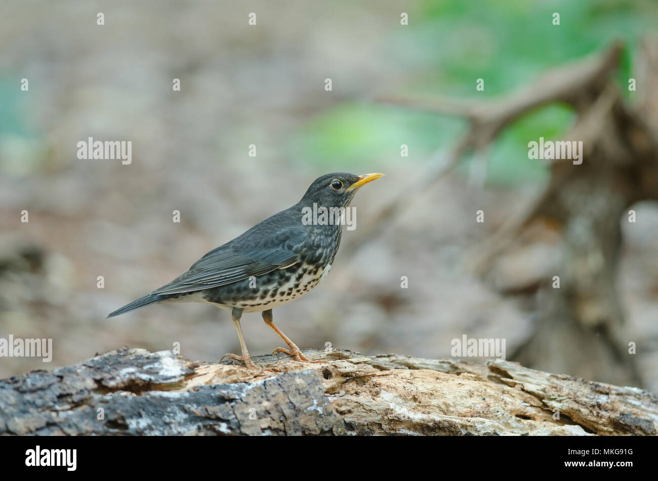 Japanese grey thrush hi-res stock photography and images - Alamy