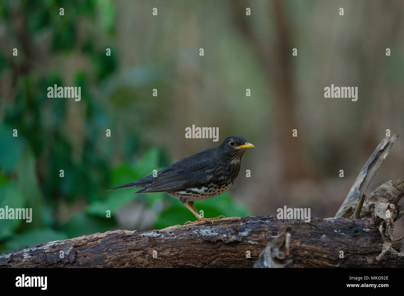 Japanese grey thrush hi-res stock photography and images - Alamy