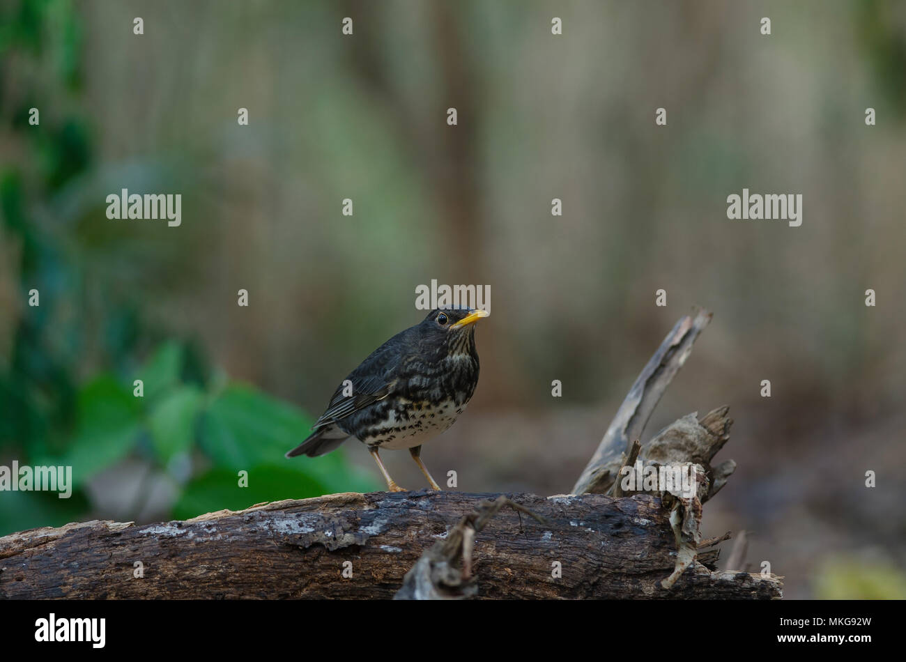 Japanese grey thrush hi-res stock photography and images - Alamy