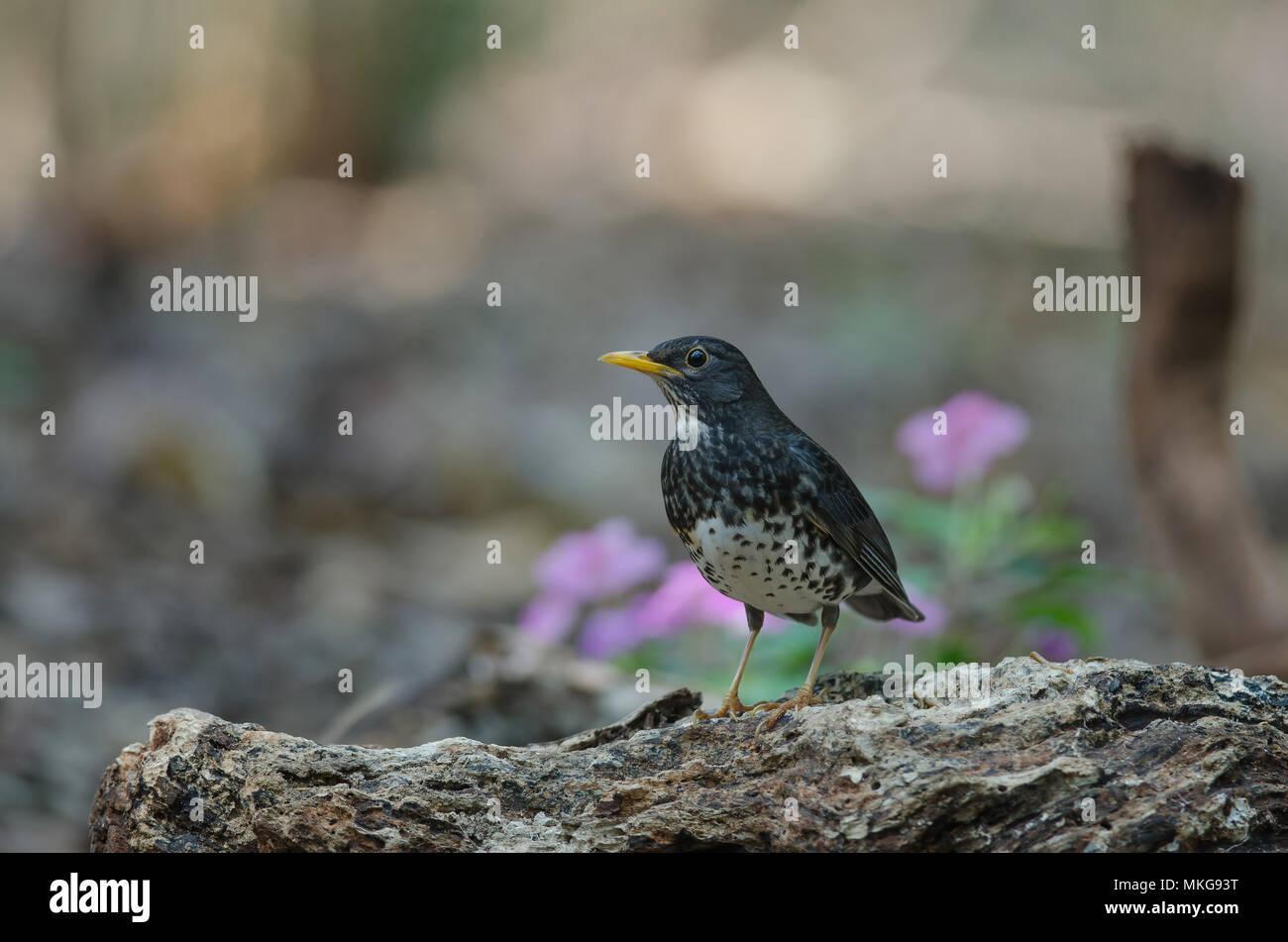 Japanese grey thrush hi-res stock photography and images - Alamy