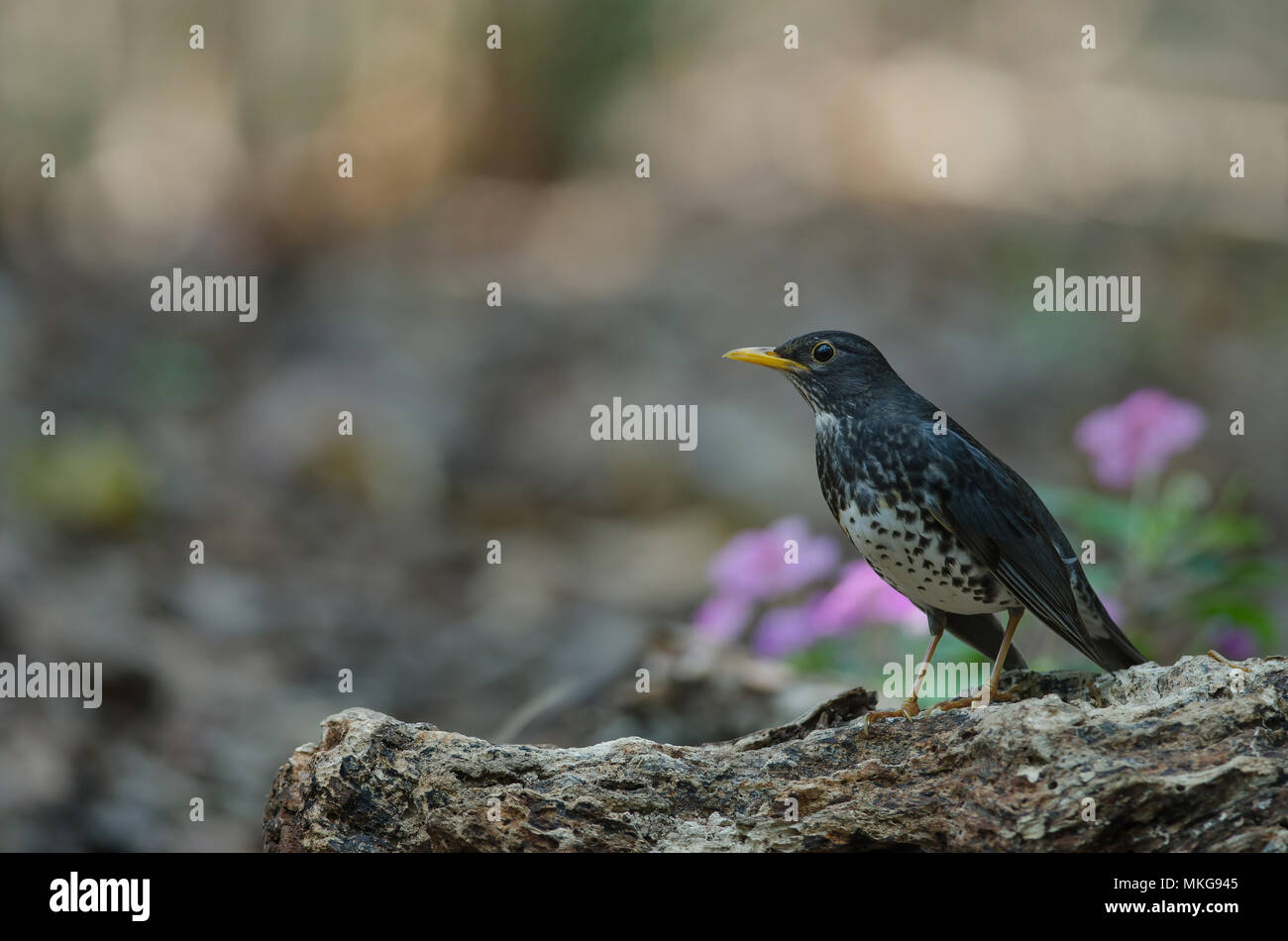 Japanese grey thrush hi-res stock photography and images - Alamy