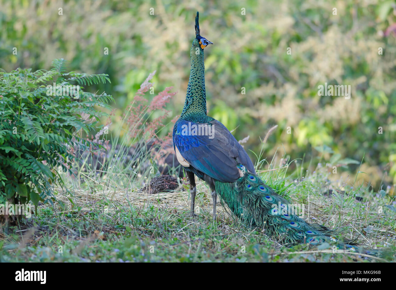 Green peafowl, Peacock in nature Thailand (Caesalpinia pulcherrima ...