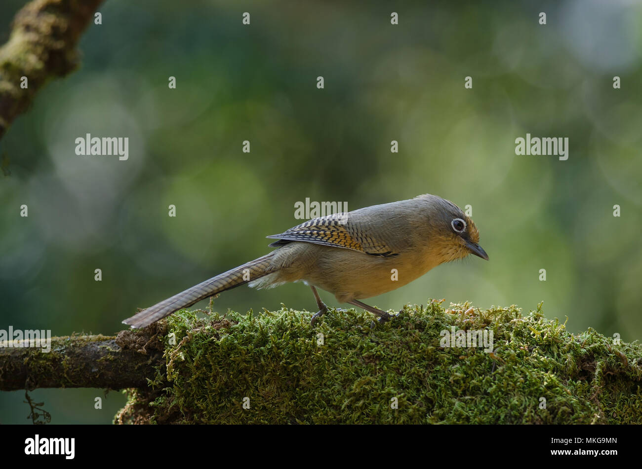 Spectacled Barwing (Actinodura ramsayi) bird in nature Thailand Stock ...