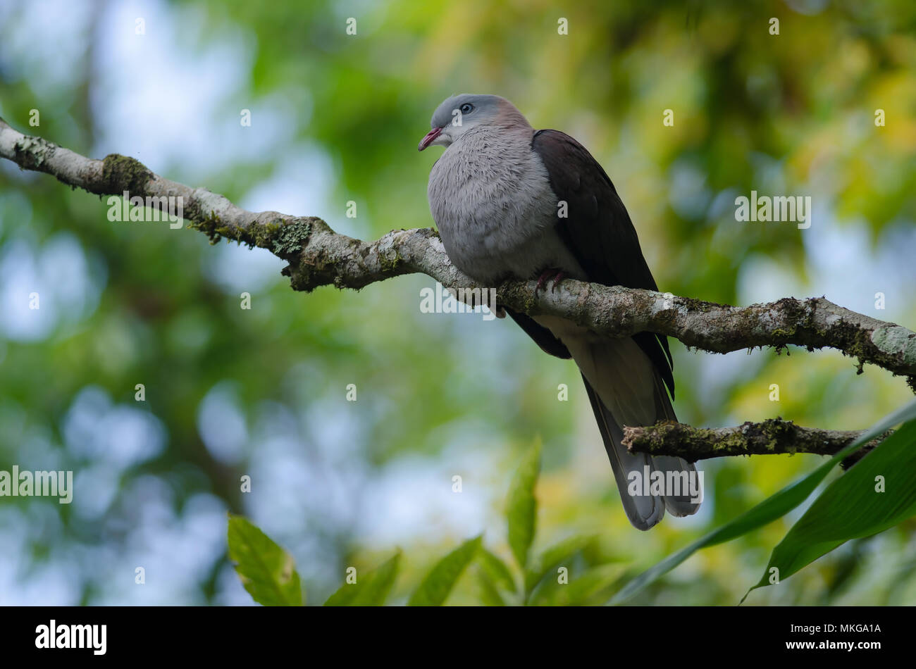 Mountain Imperial Pigeon (Ducula badia) perches on tree in forest Stock ...