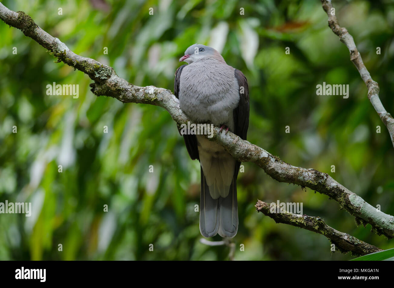 Mountain Imperial Pigeon (Ducula badia) perches on tree in forest Stock ...