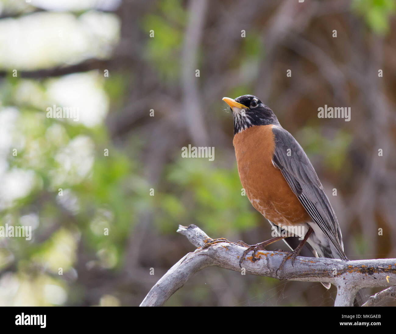 American robin branch hi-res stock photography and images - Alamy