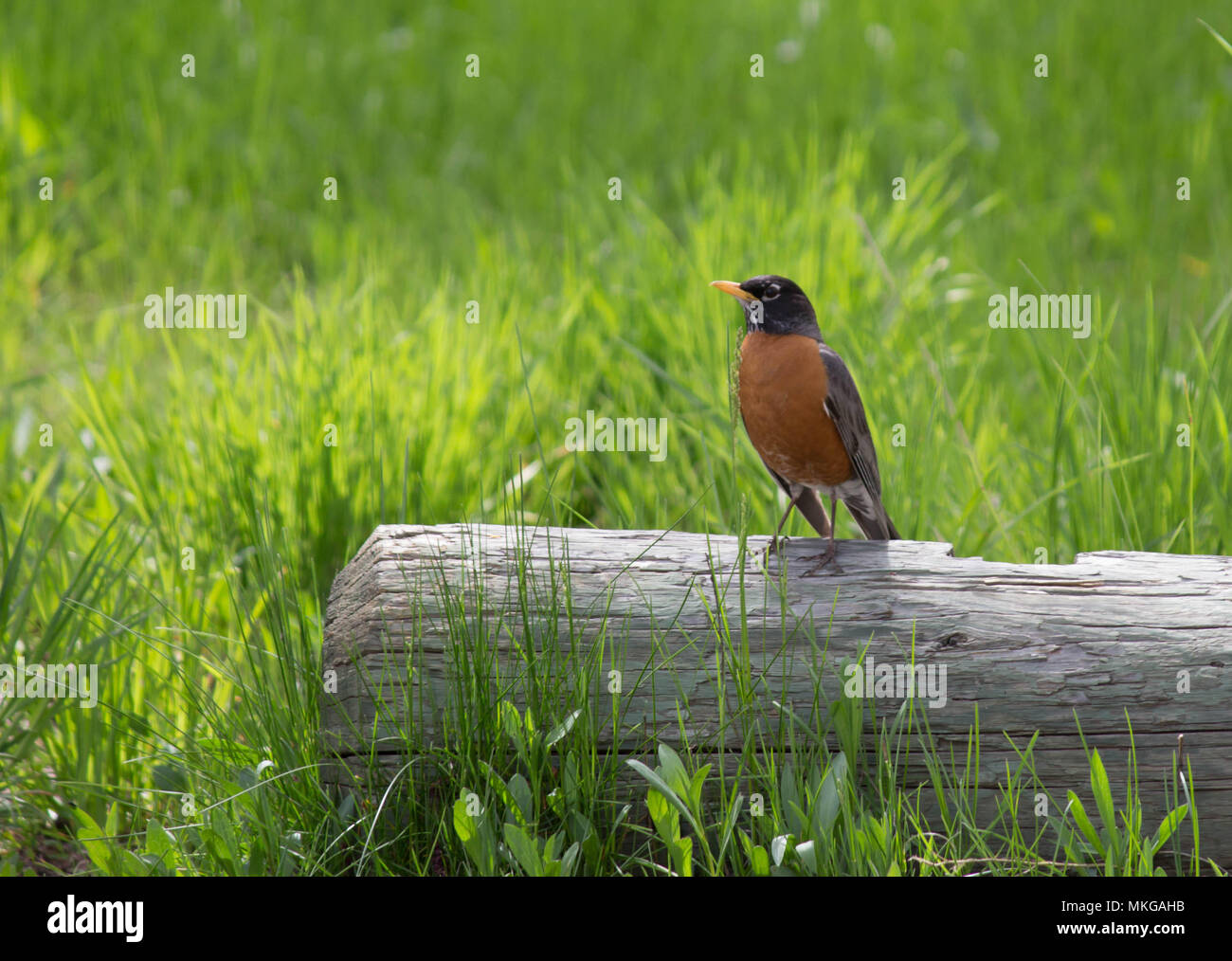 American robin on grass hi-res stock photography and images - Alamy