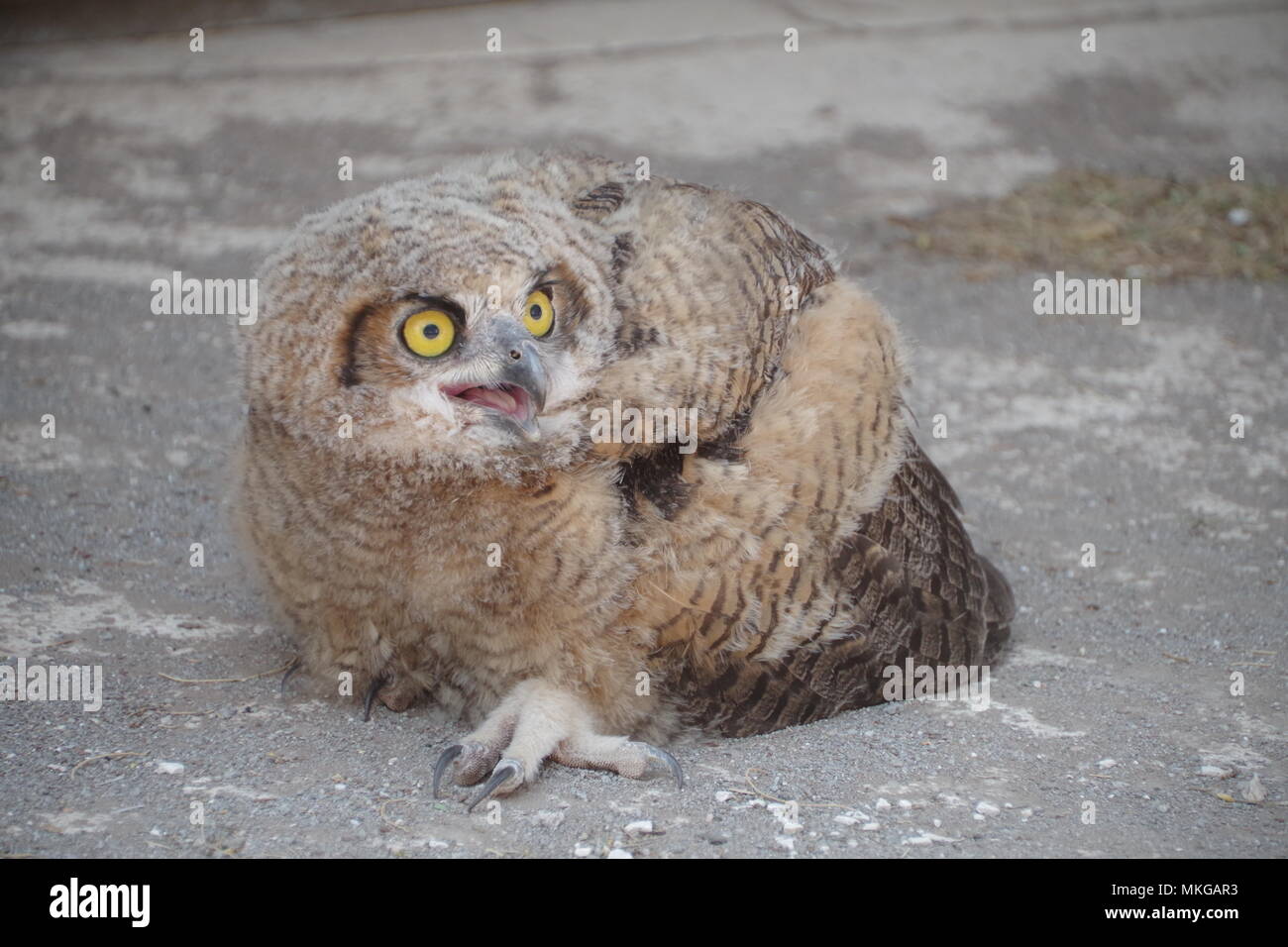 Nst hi-res stock photography and images - Alamy