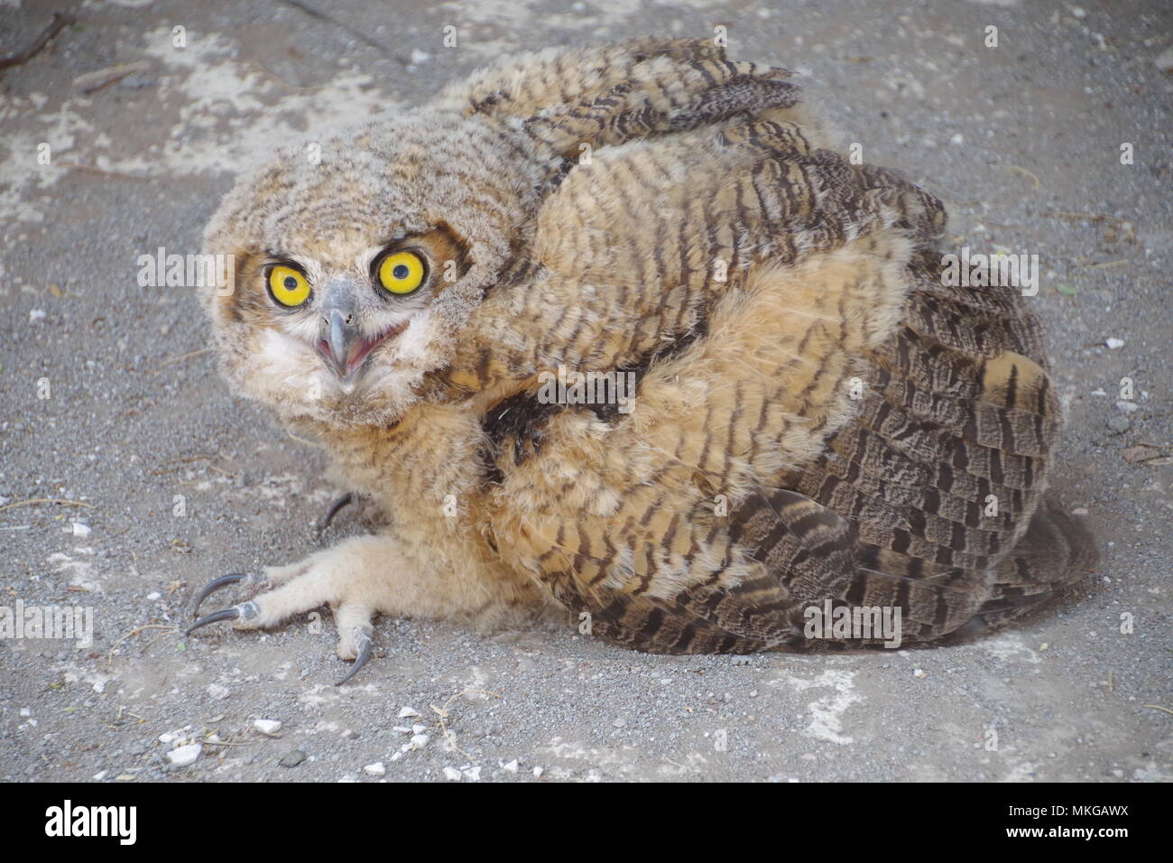 Nst hi-res stock photography and images - Alamy