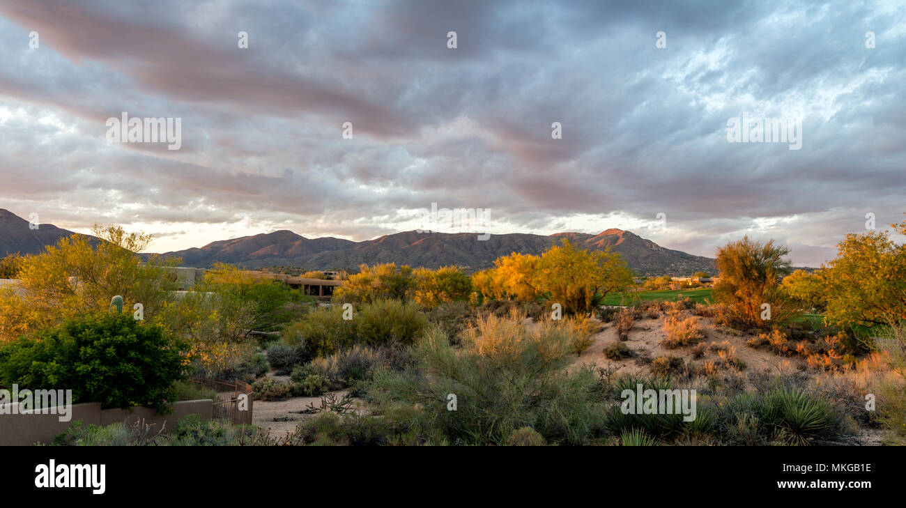 Desert in bloom hi-res stock photography and images - Alamy
